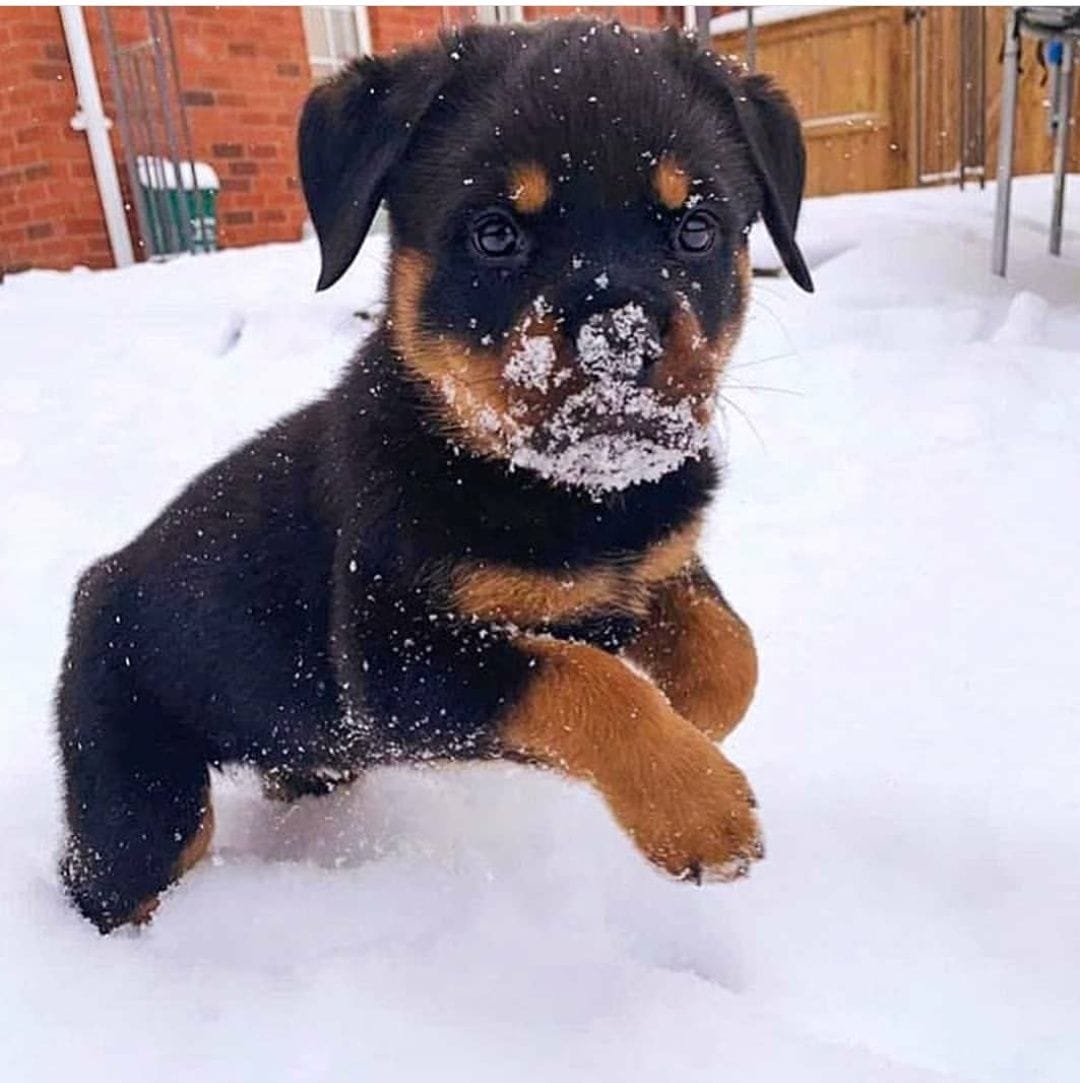 14 Hilarious Pictures Of Rottweilers To Brighten Your Day - PetPress