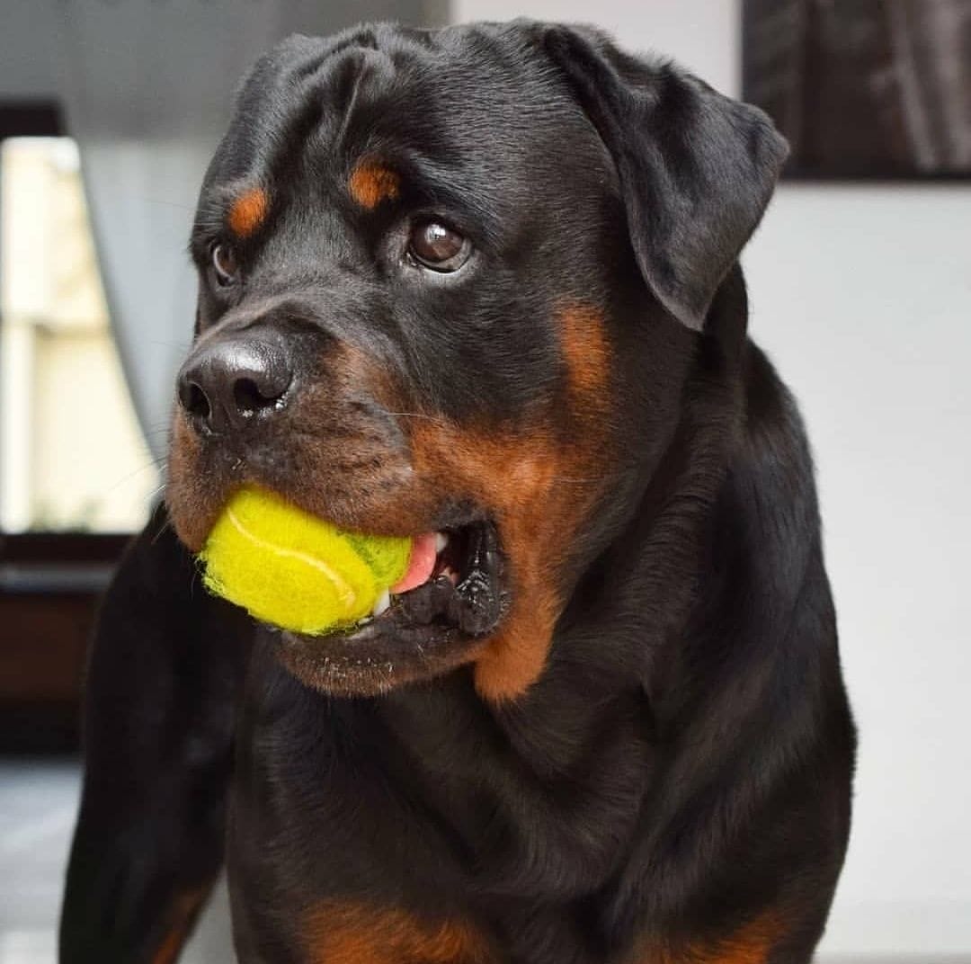 14 Hilarious Pictures Of Rottweilers To Brighten Your Day - Page 2 of 3 ...