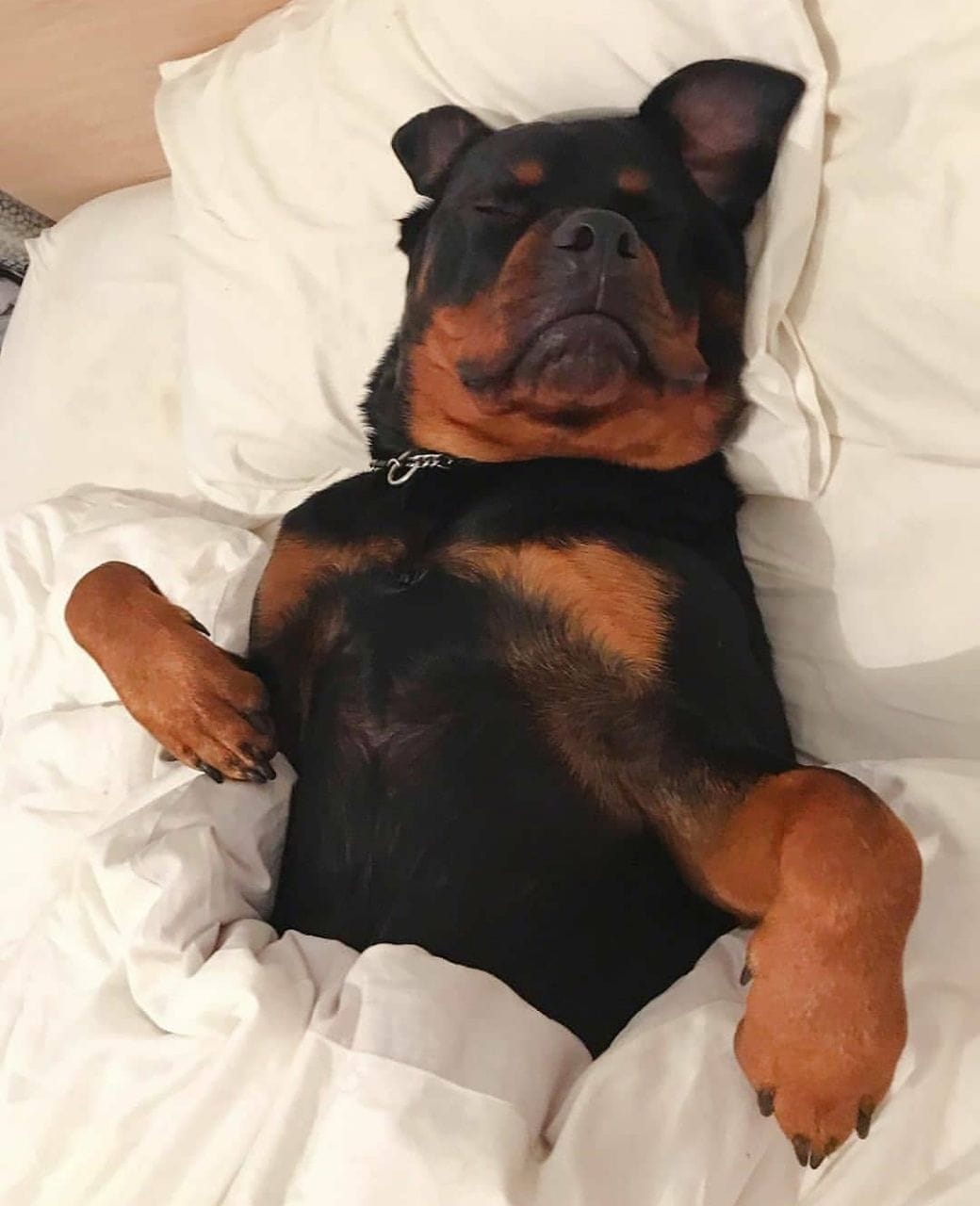 14 Hilarious Pictures Of Rottweilers To Brighten Your Day - Page 2 of 3 ...