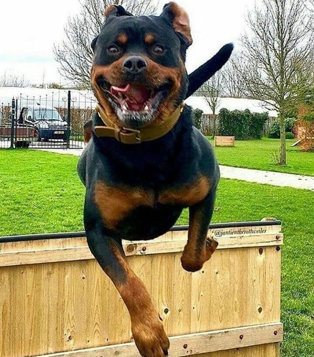 15 Photos Of Rottweilers That Will Make You Fall In Love With Them ...