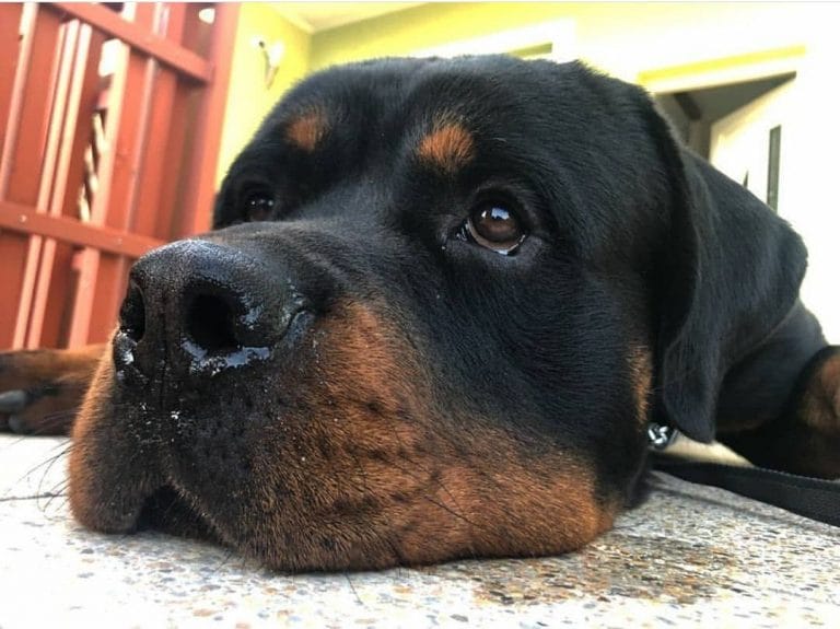 14 Hilarious Pictures Of Rottweilers To Brighten Your Day - PetPress