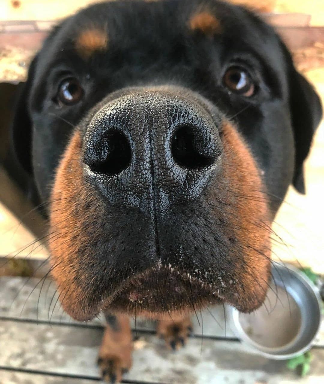 14 Hilarious Pictures Of Rottweilers To Brighten Your Day - PetPress