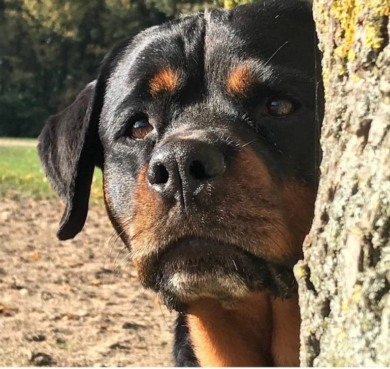 14 Hilarious Pictures Of Rottweilers To Brighten Your Day - PetPress