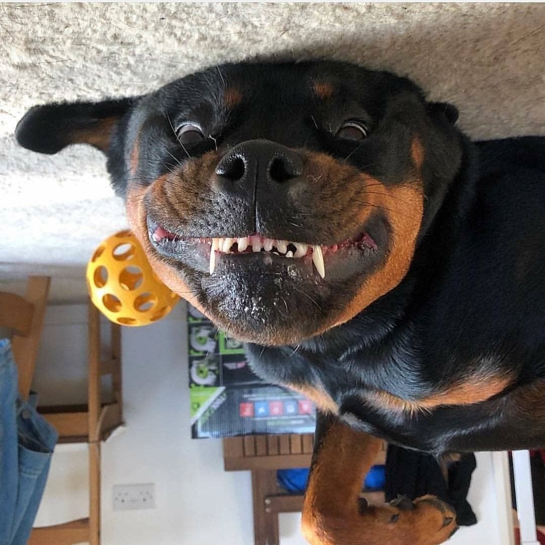 14 Hilarious Pictures Of Rottweilers To Brighten Your Day - Page 2 of 3 ...