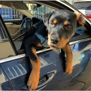 14 Hilarious Pictures Of Rottweilers To Brighten Your Day - Page 2 of 3 ...