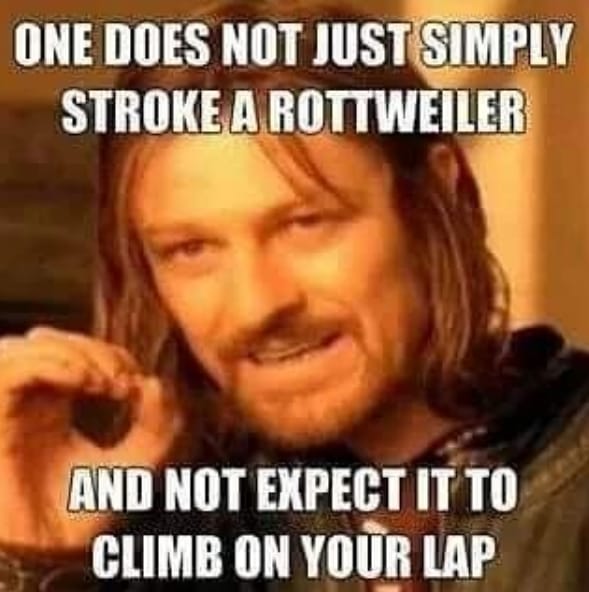 The 14 Funniest Rottweiler Memes of the Day! - PetPress