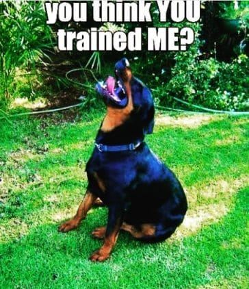 14 Funny Rottweiler Memes That Make You Laugh Too Hard - PetPress