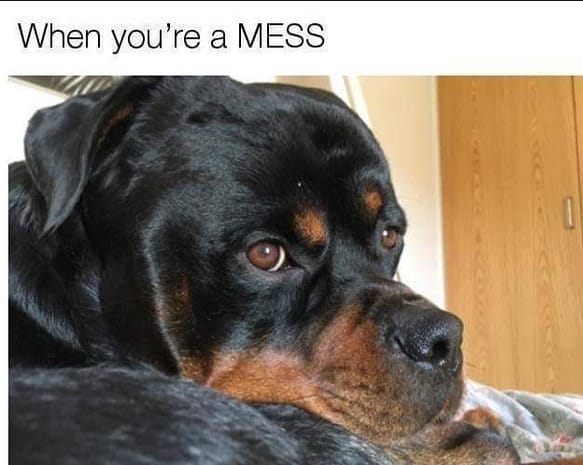 The 14 Funniest Rottweiler Memes of the Day! - Page 2 of 3 - PetPress