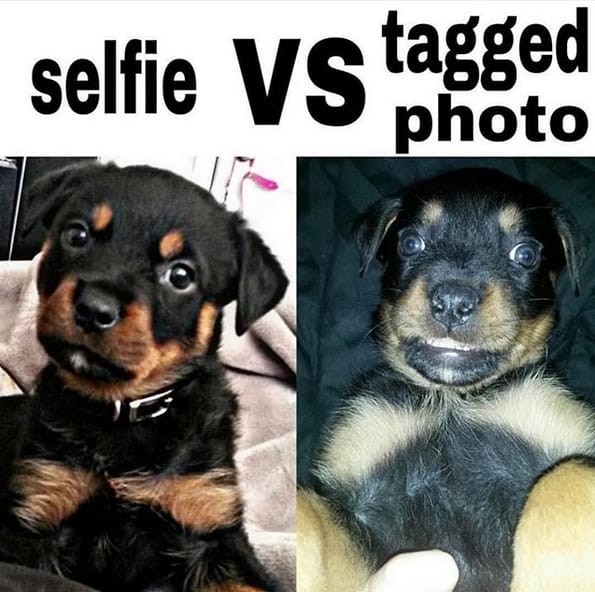 14 Funny Rottweiler Memes That Make You Laugh Too Hard - PetPress