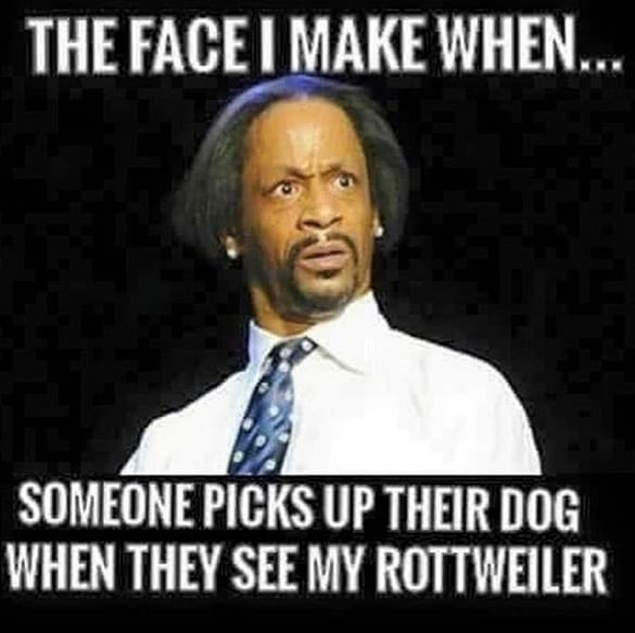 The 14 Funniest Rottweiler Memes of the Day! - Page 3 of 3 - PetPress