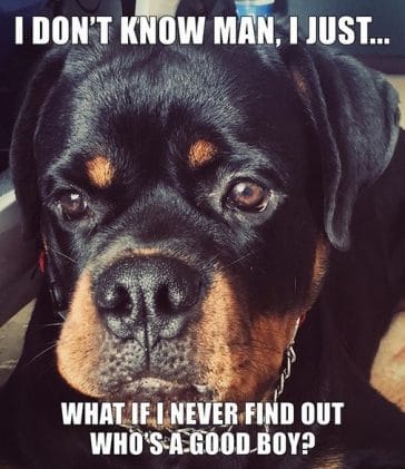 The 14 Funniest Rottweiler Memes of the Day! - Page 3 of 3 - PetPress