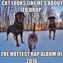 The 14 Funniest Rottweiler Memes of the Day! - PetPress