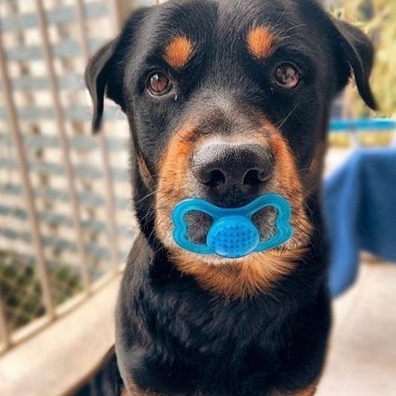 14 Funny Rottweiler Memes That Make You Laugh Too Hard - Page 3 of 3 ...