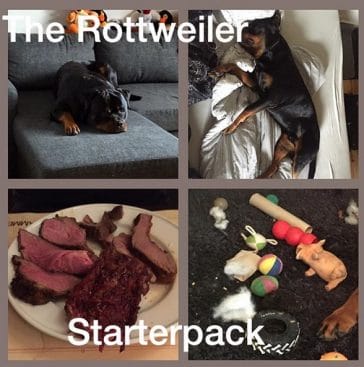 The 14 Funniest Rottweiler Memes of the Day! - PetPress