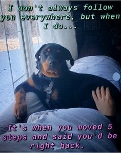 14 Funny Rottweiler Memes That Make You Laugh Too Hard - PetPress