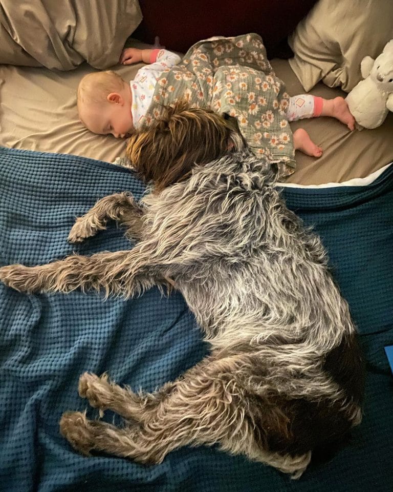 14 Things To Know About Wirehaired Pointing Griffons - Page 3 of 4 ...