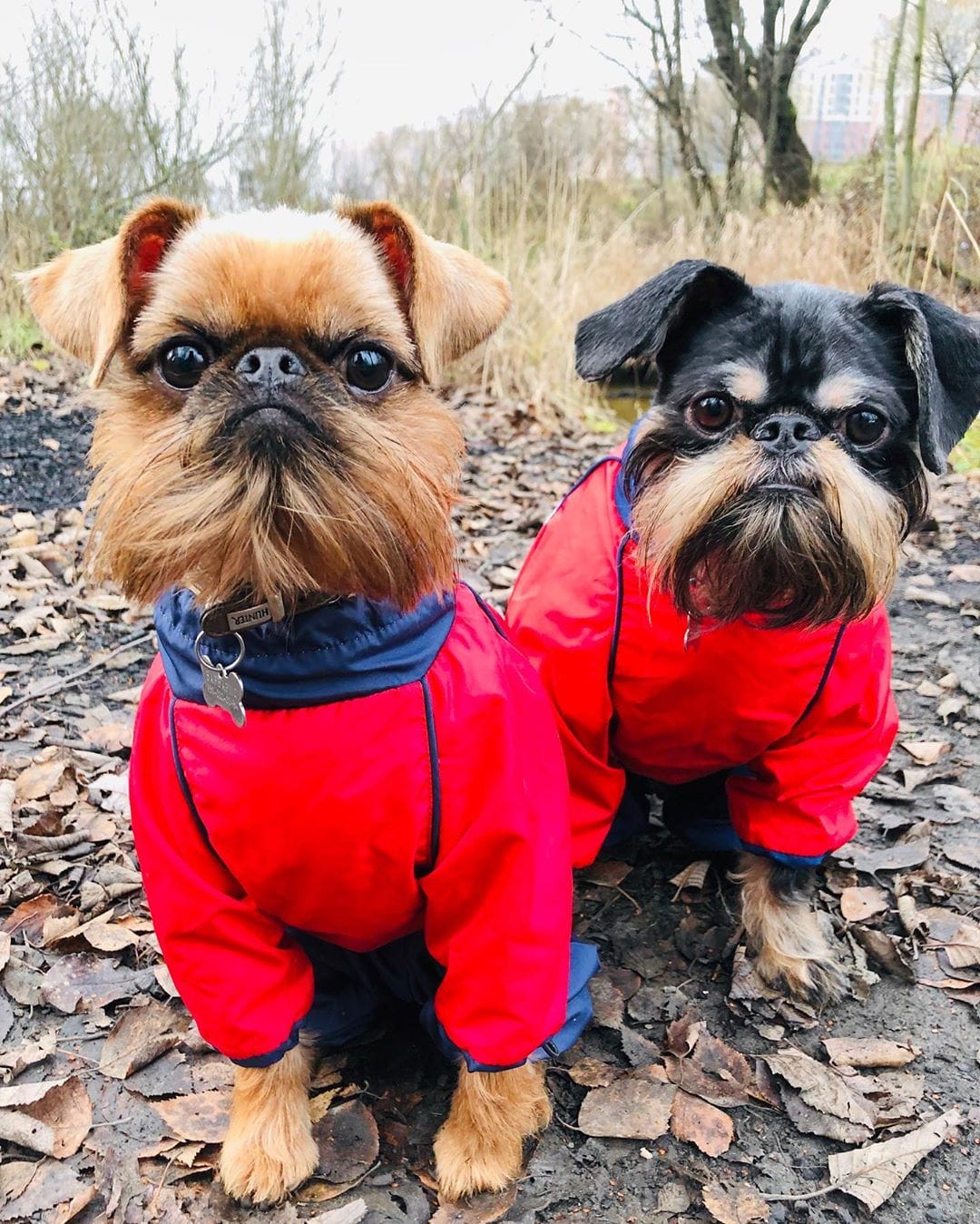 14 Funny Facts About Brussels Griffons - Page 2 of 4 - PetPress