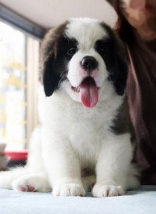 14 Cute Pictures Of Saint Bernards That You Will Love - PetPress