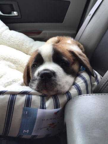 14 Cute Pictures Of Saint Bernards That You Will Love - PetPress