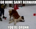 The 14 Funniest Saint Bernard Memes That Will Make You Laugh - PetPress