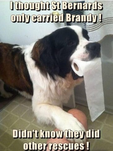 The 14 Funniest Saint Bernard Memes That Will Make You Laugh - PetPress