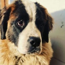 14 Amazing Facts About Saint Bernards - PetPress