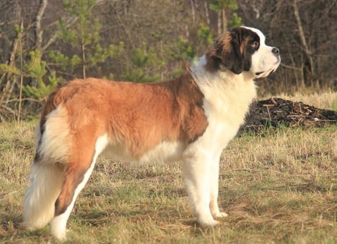 14 Amazing Facts About Saint Bernards - PetPress