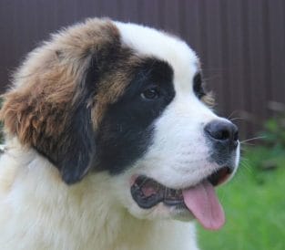 14 Amazing Facts About Saint Bernards - PetPress