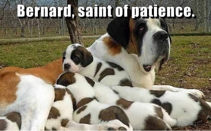 The 14 Funniest Saint Bernard Memes That Will Make You Laugh - Page 2 of 3 - PetPress