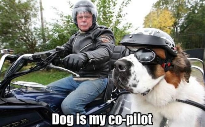 The 14 Funniest Saint Bernard Memes That Will Make You Laugh - Page 2 of 3 - PetPress