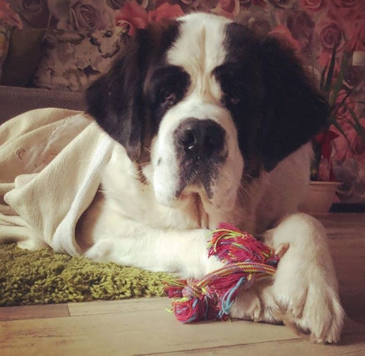 14 Amazing Facts About Saint Bernards - PetPress