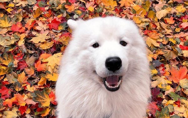 16 Funny Pictures Explaining Why We Love Samoyed Dogs So Much! - PetPress