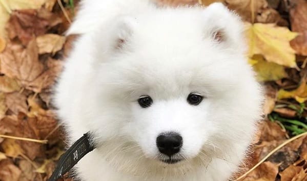 14 Fascinating Facts About the Samoyed Dog Breed - PetPress