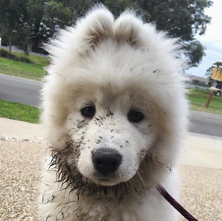 14 Facts About Fluffy Samoyeds - PetPress