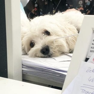 14 Reasons To Adore Maltese Dogs - Page 2 of 4 - PetPress