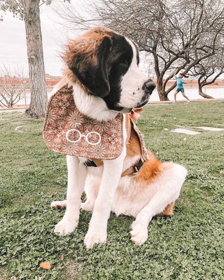 14 Facts About Massive And Huge Saint Bernards - Page 3 of 4 - PetPress