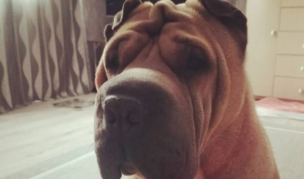 15 Shar-Pei Pictures That Will Fill Your Day With Positive - PetPress