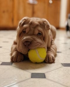 14 Things To Know About Shar Pei Dogs - PetPress