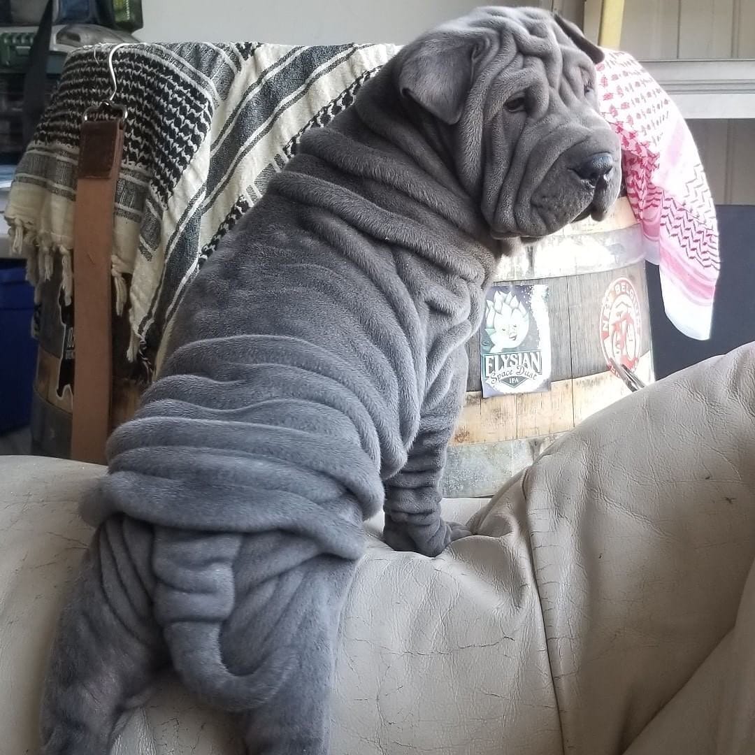 14 Amazing Facts About Shar-Peis - Page 2 of 4 - PetPress