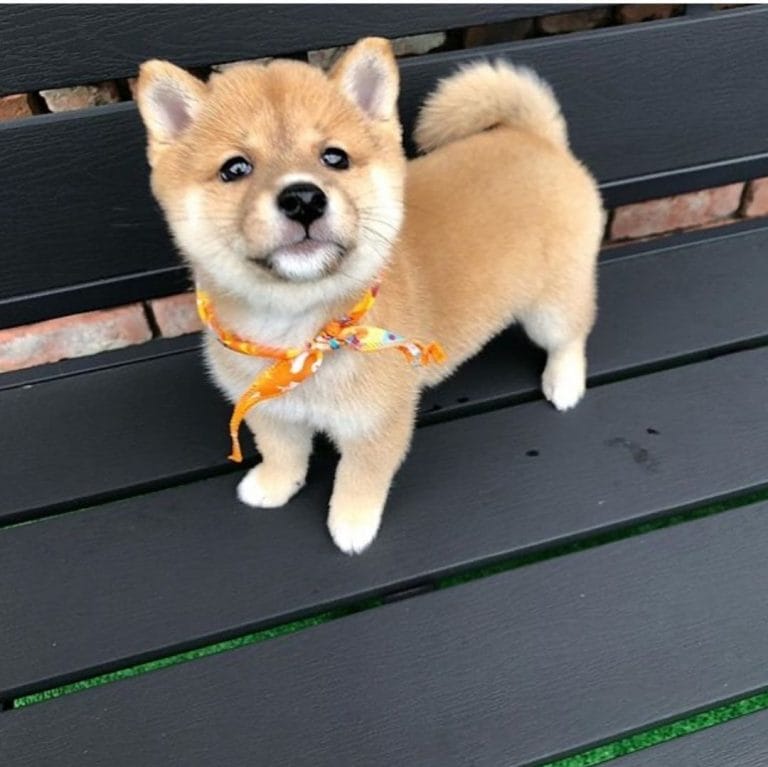 14 Amazing Pictures Of Shiba Inu That Are Just Too Cute - PetPress