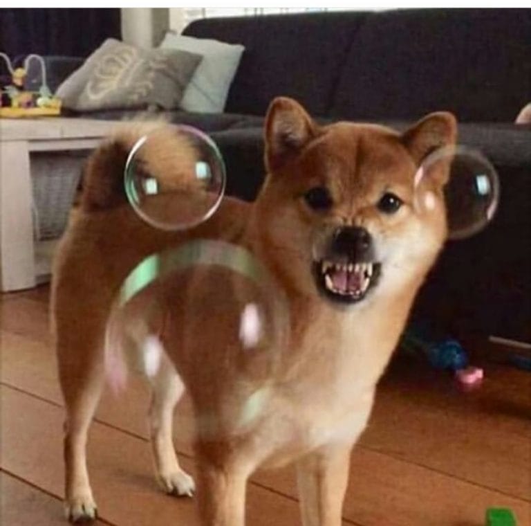 15 Funny Shiba Inu Pictures To Make Your Day - PetPress