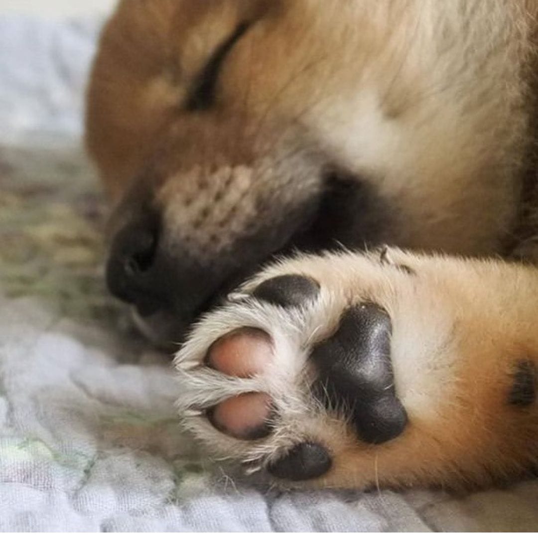 15 Funny Shiba Inu Pictures To Make Your Day - PetPress