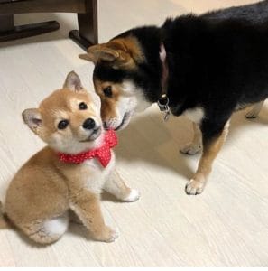 15 Funny Shiba Inu Pictures To Make Your Day - PetPress