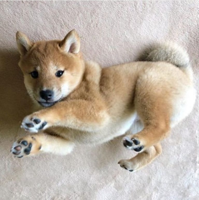 15 Funny Shiba Inu Pictures To Make Your Day - Page 2 of 3 - PetPress