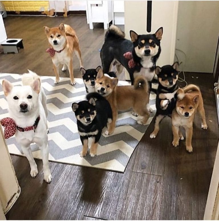 15 Funny Shiba Inu Pictures To Make Your Day - Page 2 of 3 - PetPress