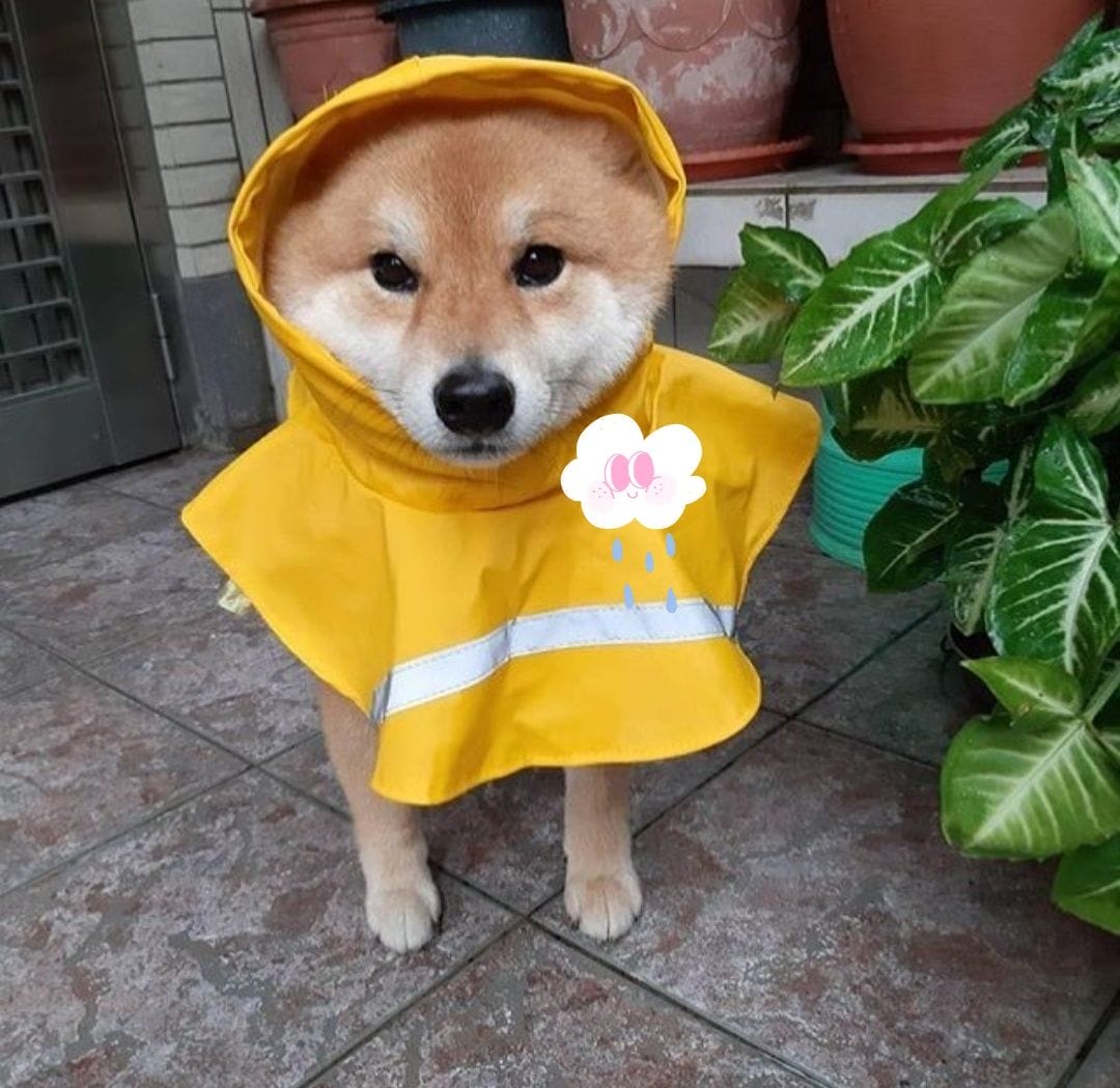The 14 Cutest Shiba Inu Pictures of All Time - Page 2 of 3 - PetPress