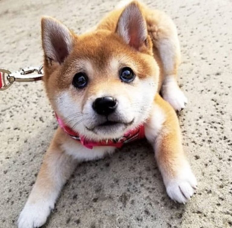 14 Adorable Pictures Of Shiba Inu To Help You Get Through The Day ...