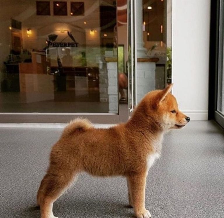 14 Lovely Pictures Of Shiba Inu That Will Brighten Your Day - PetPress