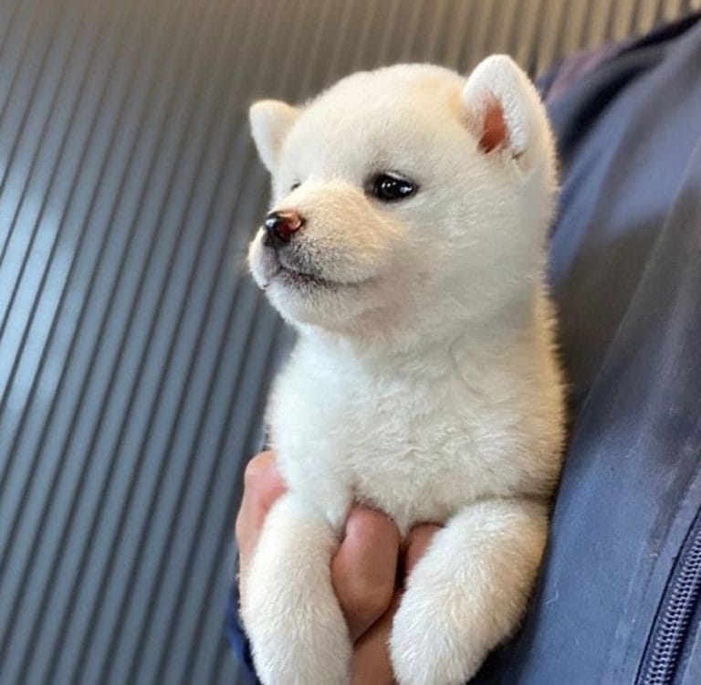 14 Amazing Pictures Of Shiba Inu That Are Just Too Cute - PetPress