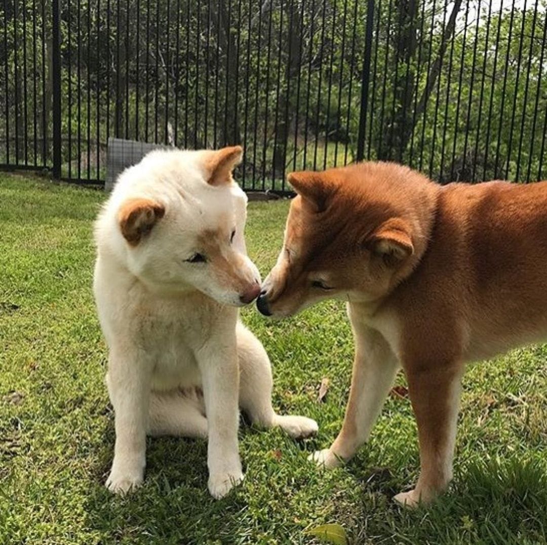 14 Reasons To Love Your Shiba Inu - PetPress